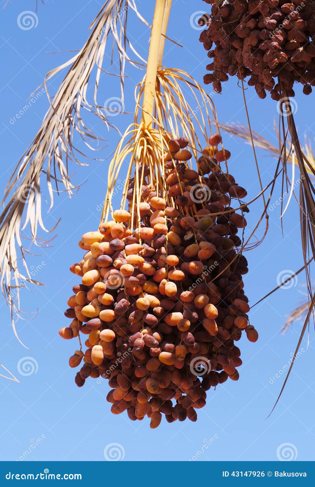 Ripe Dates Growing Palm Tree. Balcony View. Dubai, UAE. Royalty-Free ...