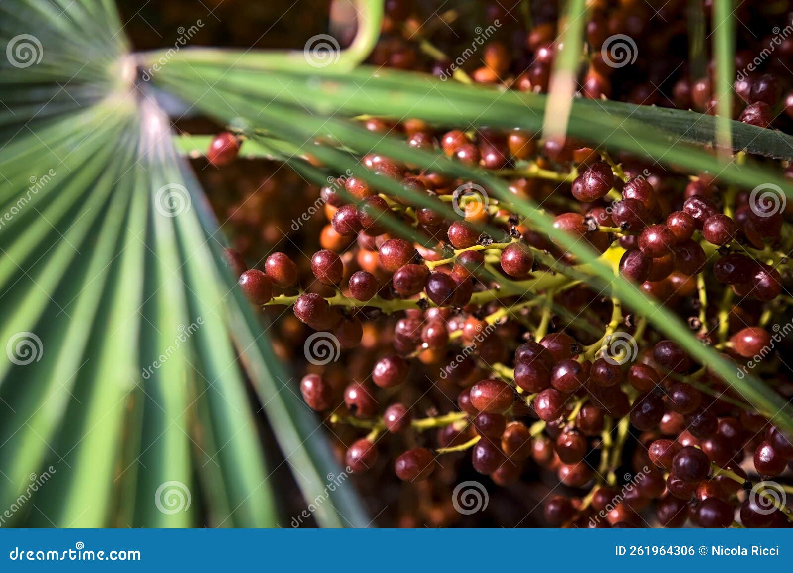 Ripe Dates on the Plant Seen Up Close Stock Photo - Image of dieting ...