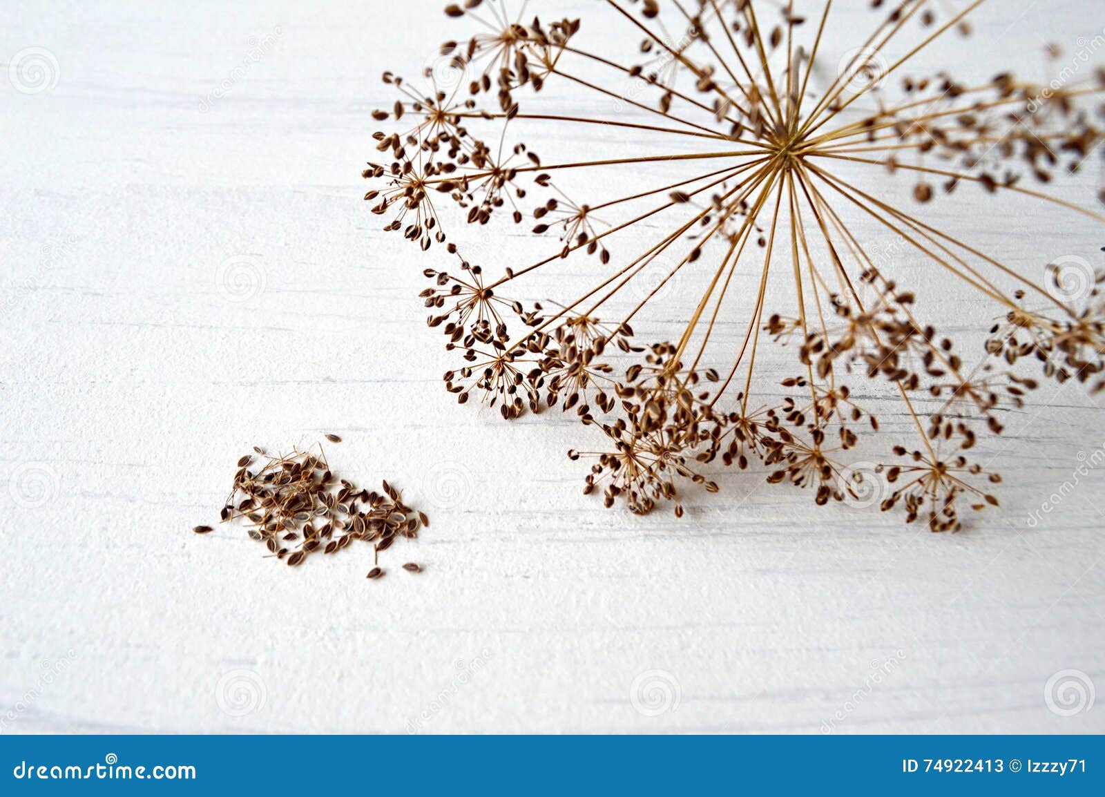 Ripe dill seed stock image. Image of dried, medicine - 74922413