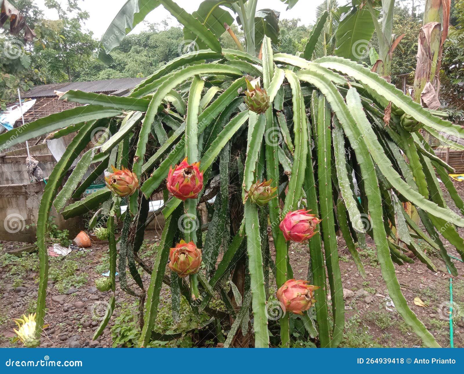 Ripe Dragon Fruit on the Tree in the Garden Stock Photo - Image of ...