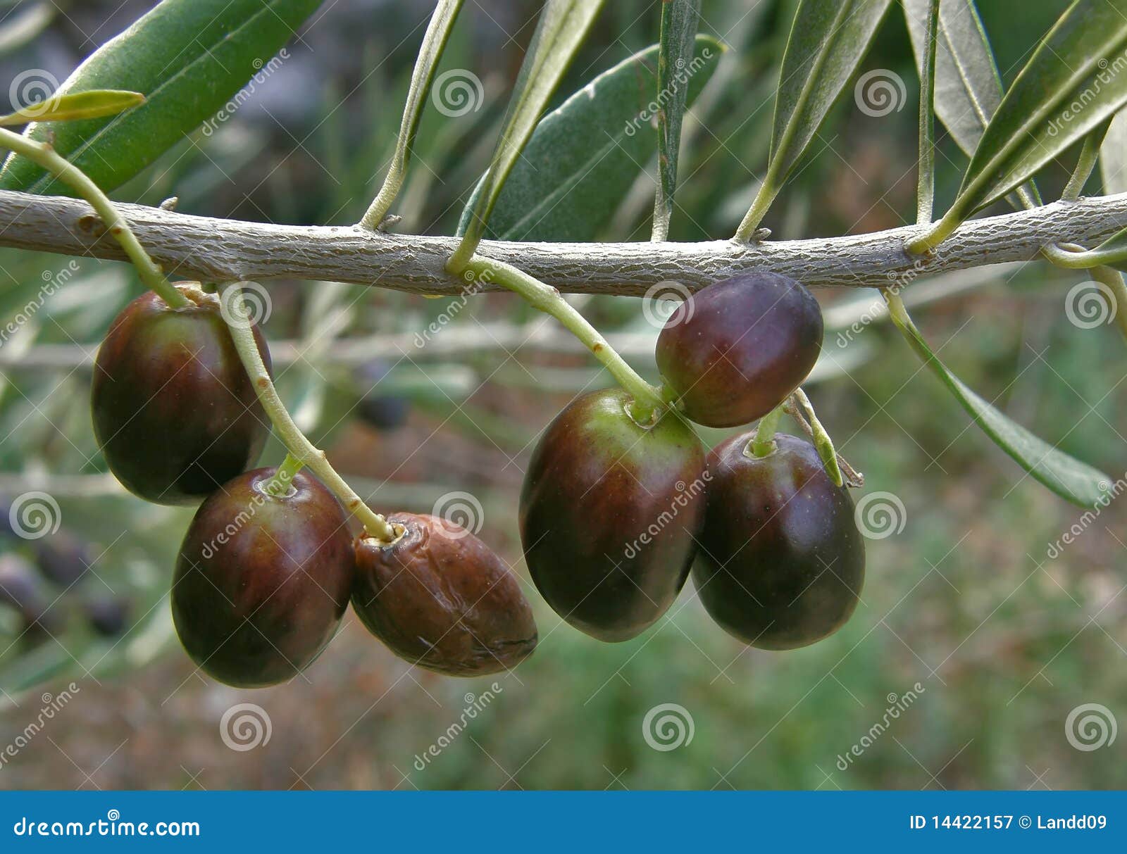 Ripe and Dried Black Olives Stock Image - Image of harvest, farm: 14422157