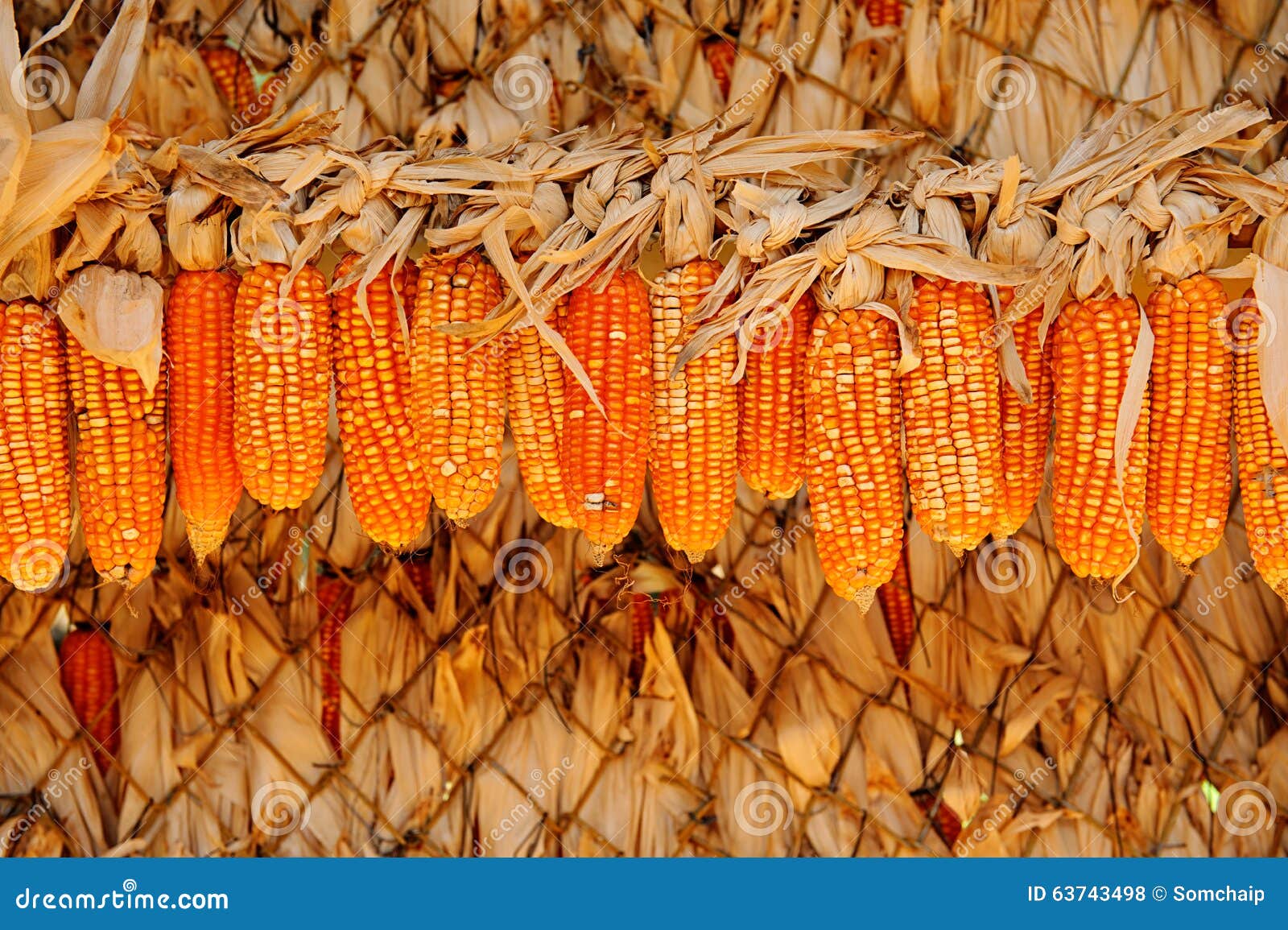 Ripe Dried Corn Cobs,corn Seeds Make It Dry. Royalty-Free Stock ...