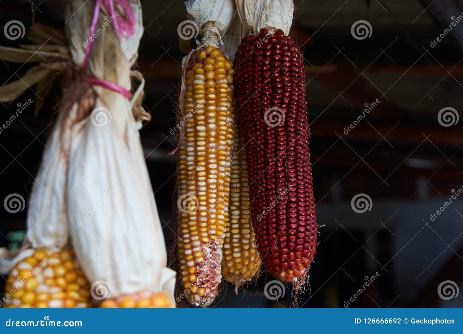 Ripe Dried Corn Cobs Hanging on the Old Barn Rope Stock Photo - Image ...