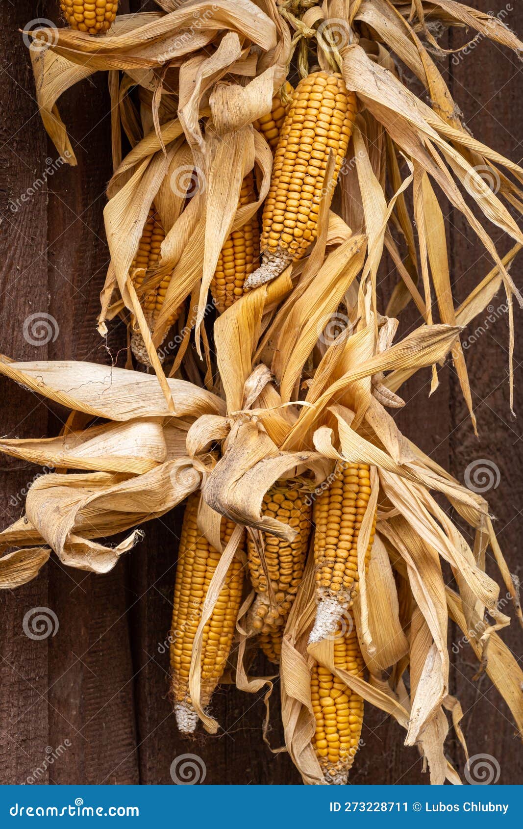 Ripe Dried Corn Cobs,corn Seeds Make It Dry. Royalty-Free Stock ...