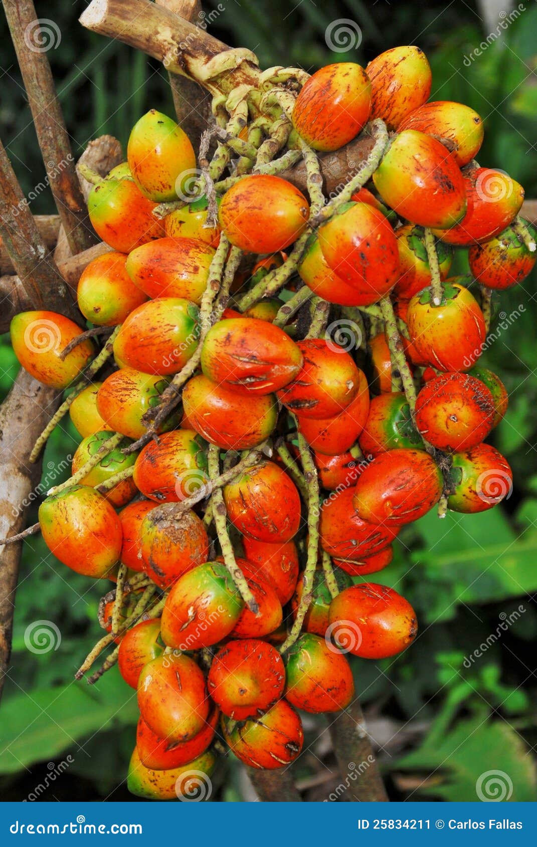 Ripe dry fruit: Pejibaye stock image. Image of fresh - 25834211