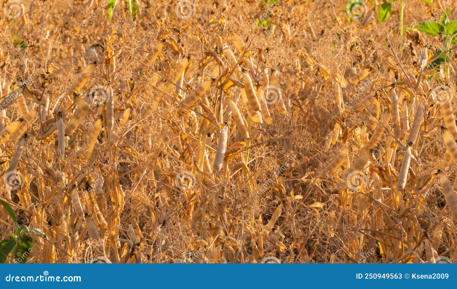 Ripe dry peas on the field stock image. Image of culture - 250949563