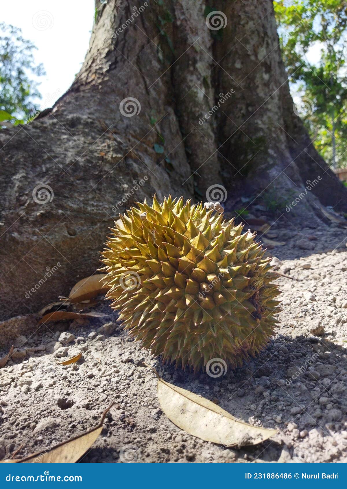 Ripe Durian Fruit Falling from the Tree Stock Photo - Image of tree ...