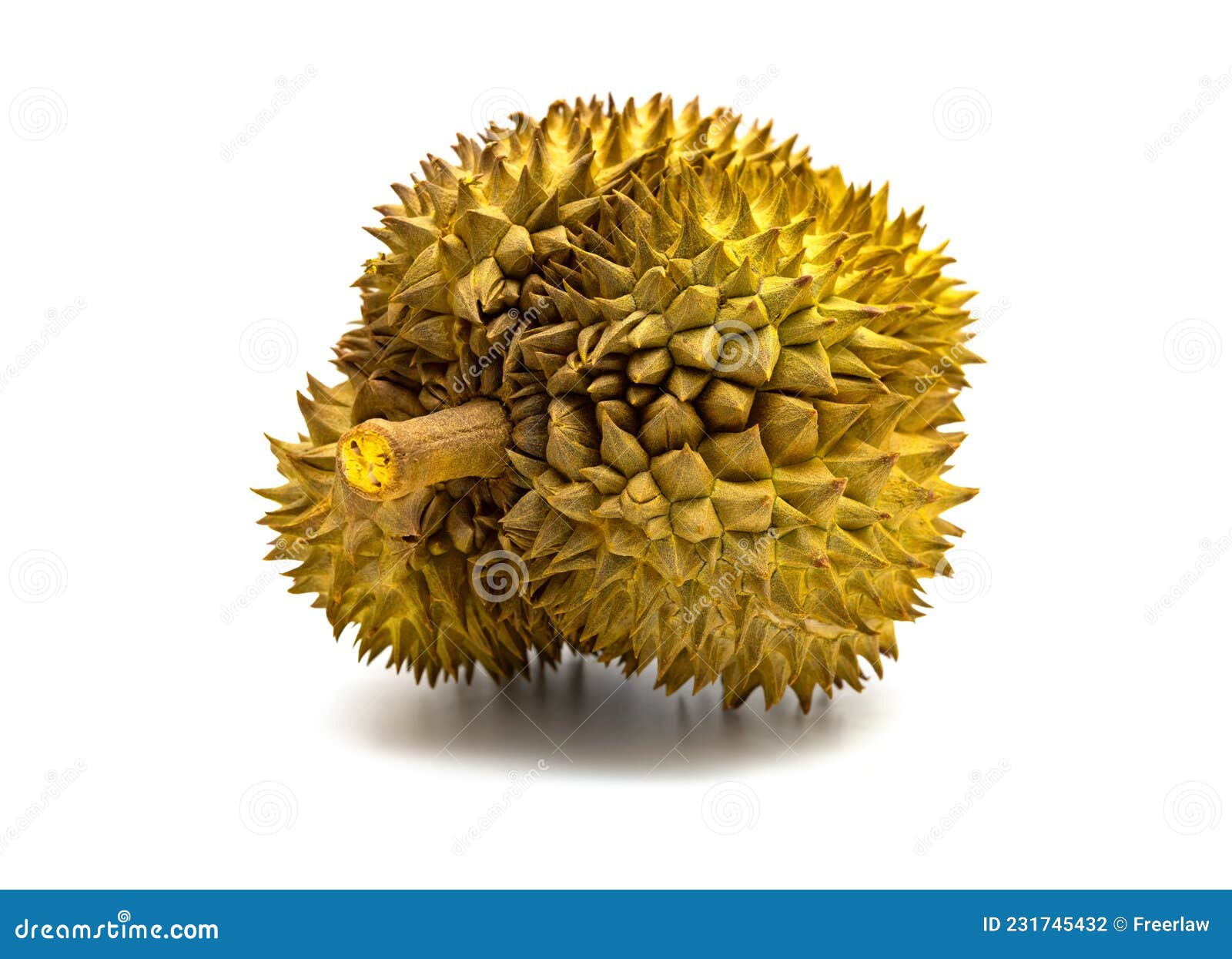 Ripe Durian on White Background Stock Photo - Image of background ...
