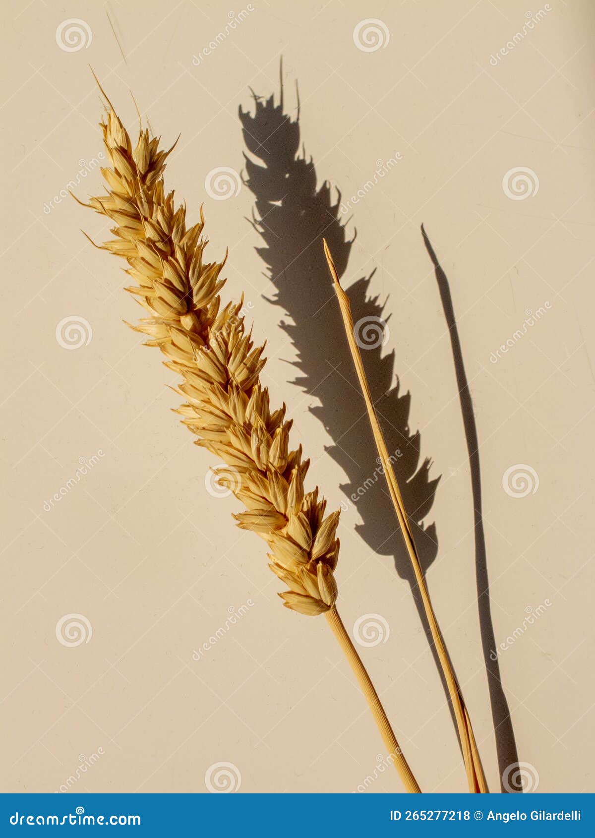 Ripe Ear of Corn with Shadow on Wall - Sunlight Stock Photo - Image of ...