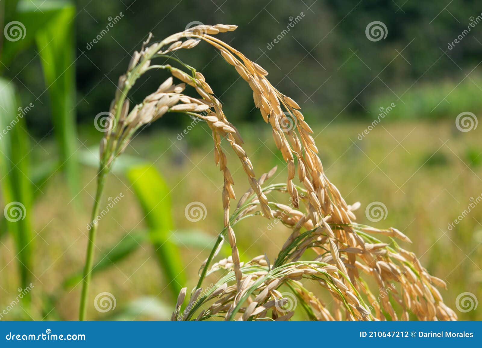 Natural Rice Ear, Home Agriculture Stock Photo - Image of harvest, rice ...
