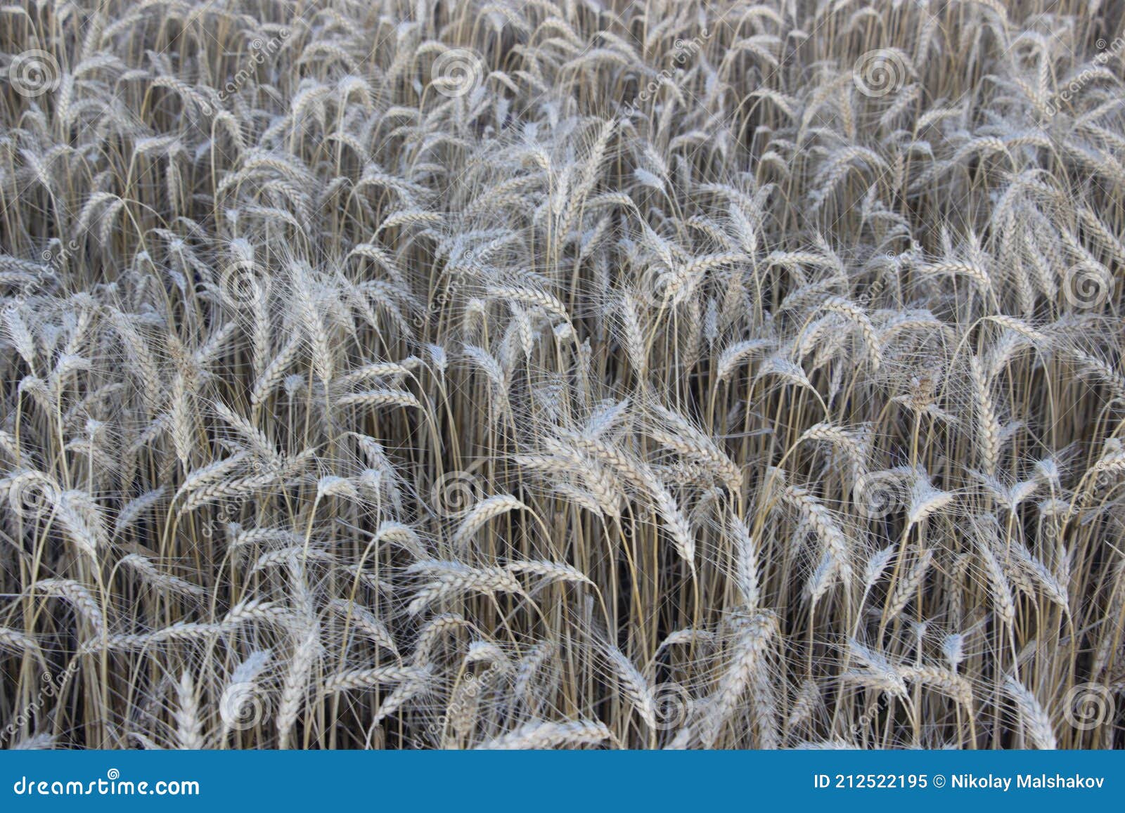 Ripe Ears of Barley are Dry and Ready for Harvest, Ears of Ripe Barley ...