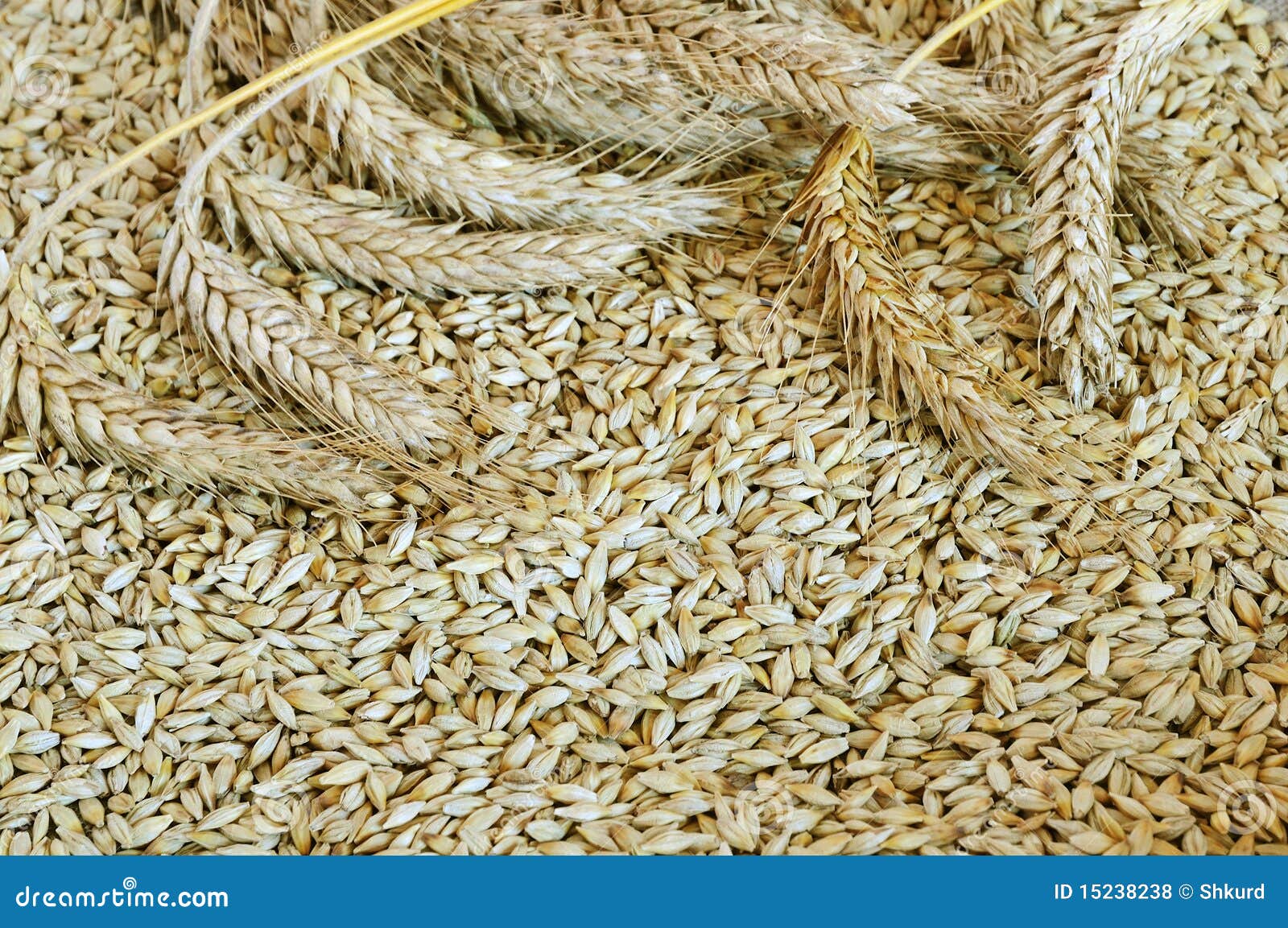Ripe Ears and Barley Grains Stock Photo - Image of harvesting, small ...