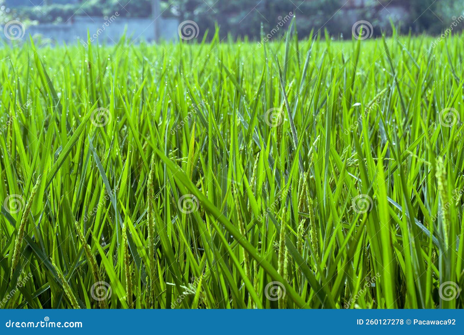 Ripe Ears of Rice. Rice Field Green Rice Stalks Stock Photo - Image of ...