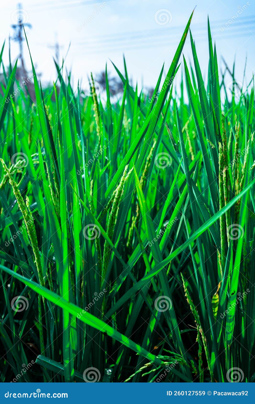 Ripe Ears of Rice. Rice Field Green Rice Stalks Stock Image - Image of ...