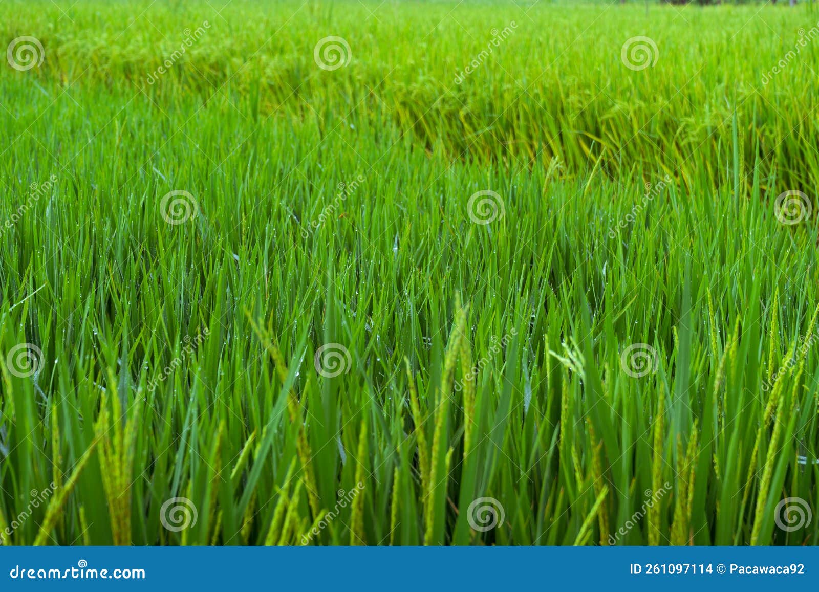 Ripe Ears of Rice. Rice Field Green Rice Stalks with Dew Drops Stock ...