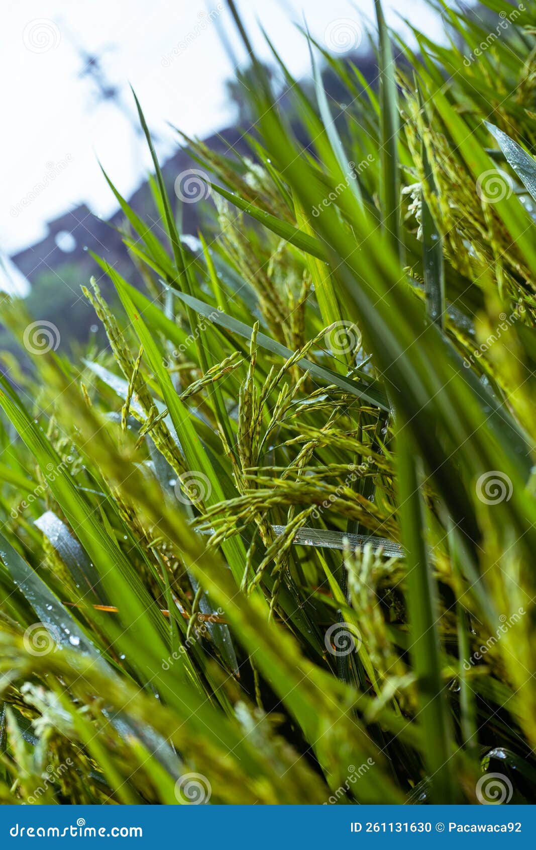 Ripe Ears of Rice. Rice Field Green Rice Stalks with Dew Drops Stock ...