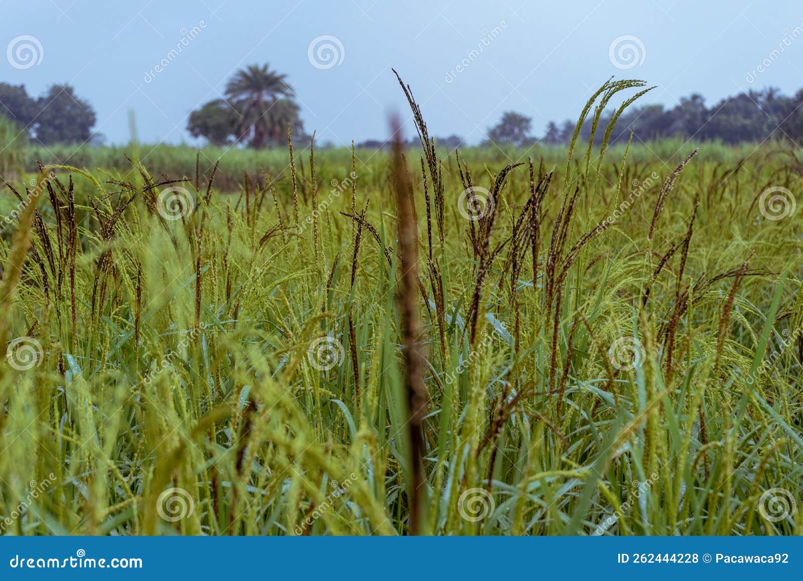 Ripe Ears of Rice. the Rice Plant Stock Photo - Image of plantation ...