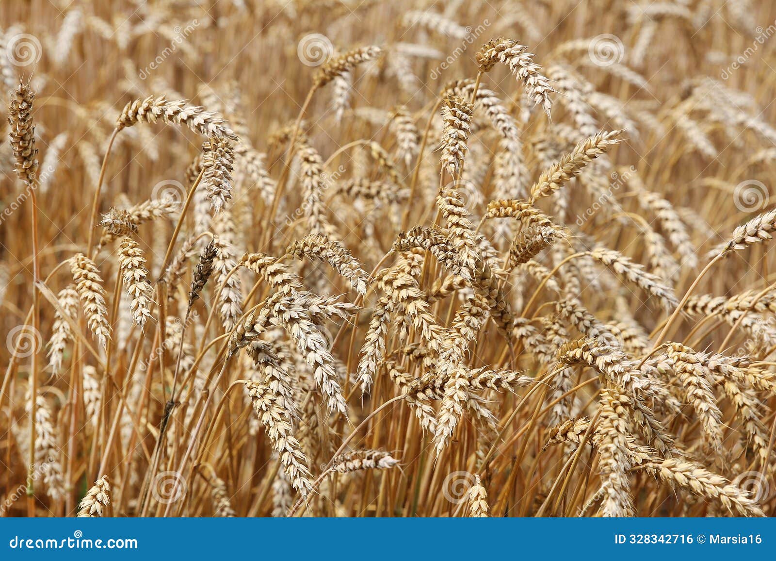 Ripe Ears Of Corn And Grains On A Yellow Background, Place For Text ...