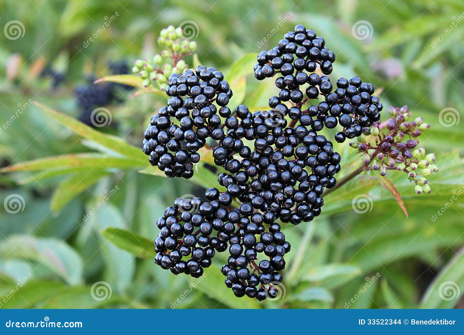Ripe elderberry stock photo. Image of foliage, fall, branch - 33522344