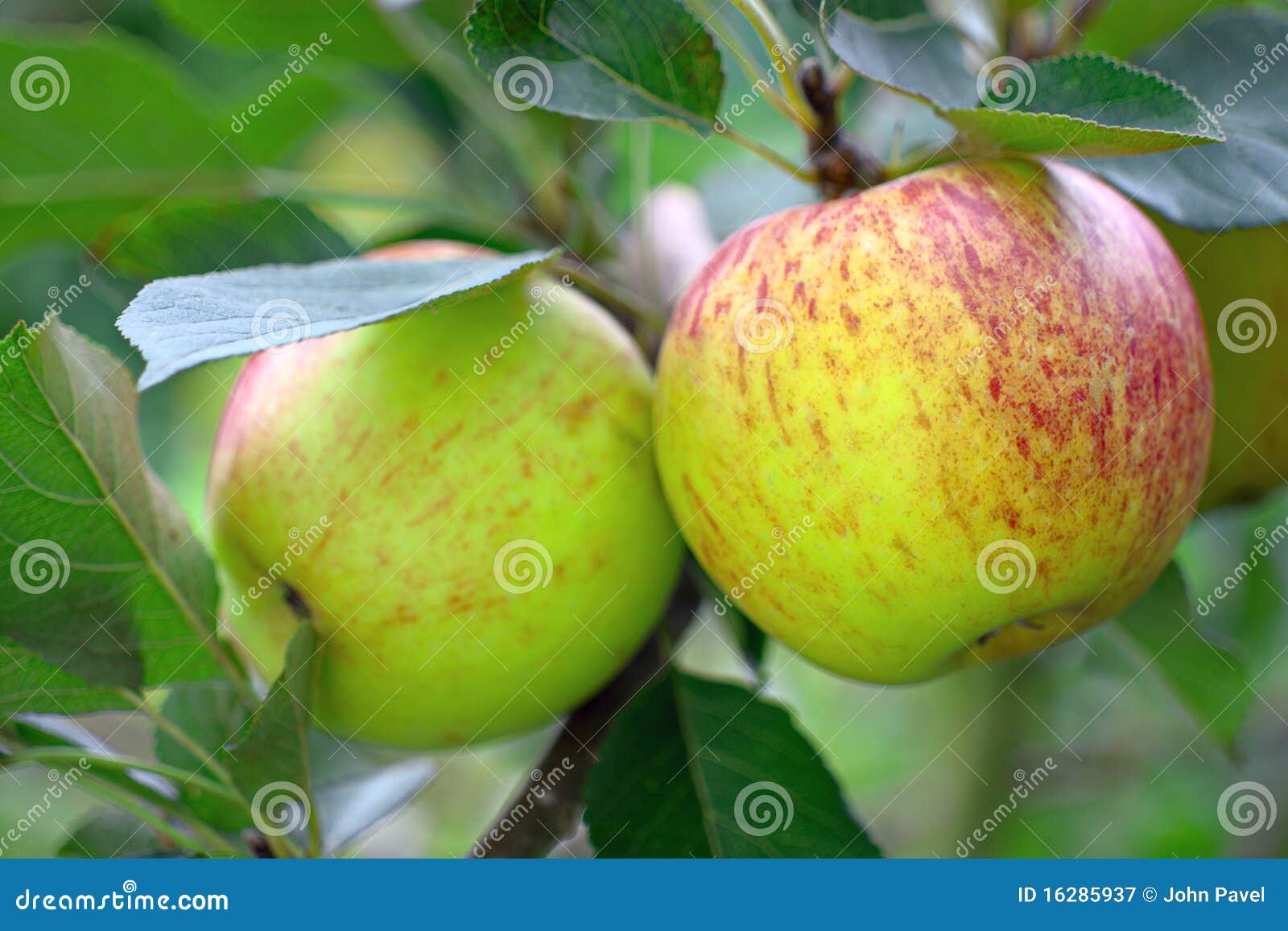 Ripe English Apples, Growing on a Tree Stock Image - Image of ...