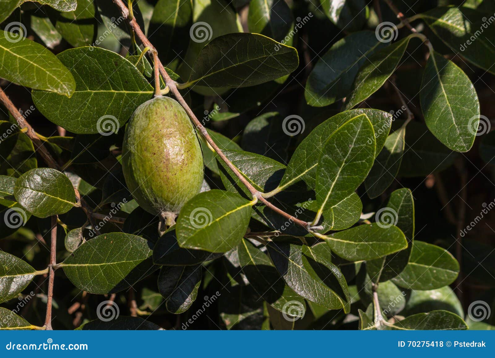 Ripe feijoa fruit on tree stock photo. Image of guavasteen - 70275418