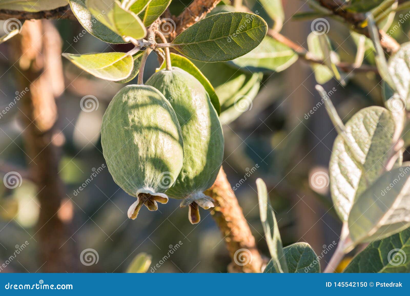 Feijoa Tree With Fruit Royalty-Free Stock Photography | CartoonDealer ...