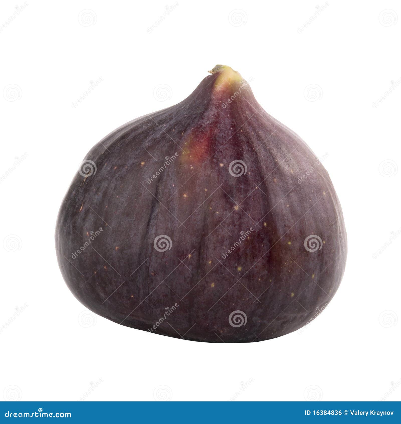 Ripe fig stock photo. Image of freshness, healthy, macro - 16384836