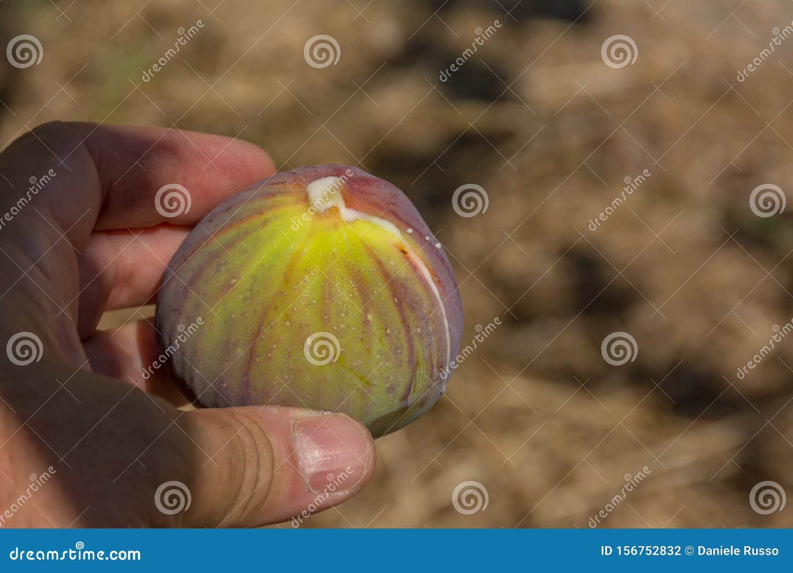 Ripe Fig Dripping Milk stock photo. Image of nutrition - 156752832