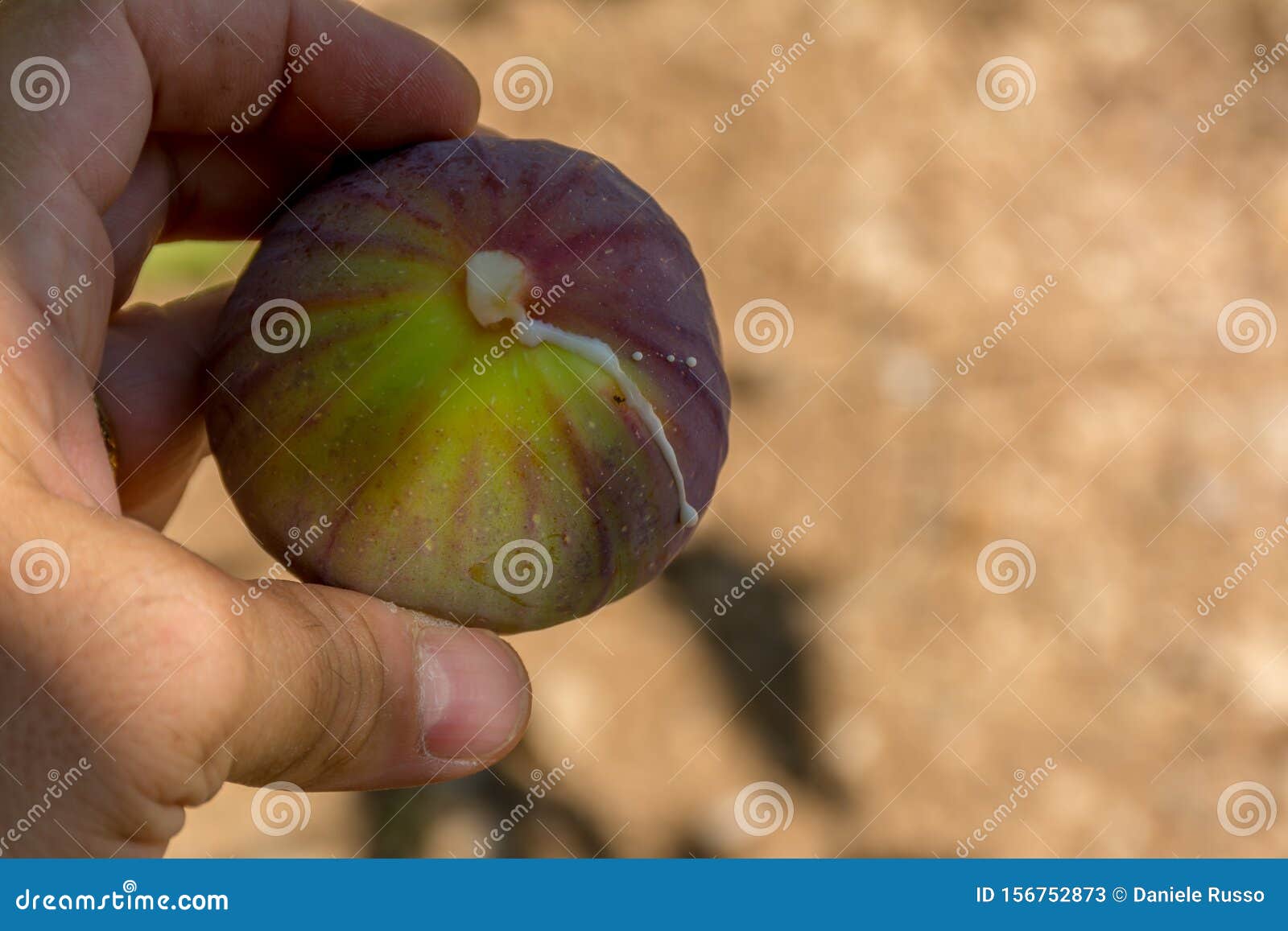 Ripe Fig Dripping Milk stock image. Image of juicy, background - 156752873