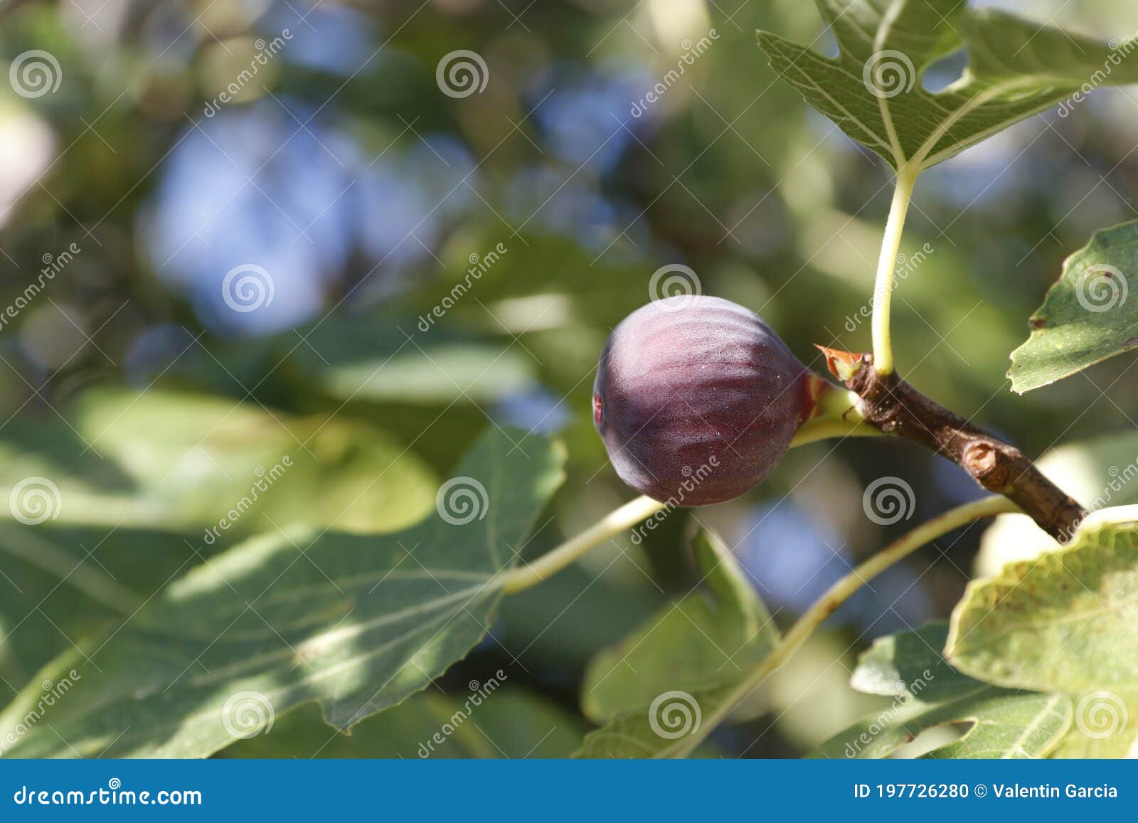 Ripe fig on a fig tree stock photo. Image of ingredient - 197726280