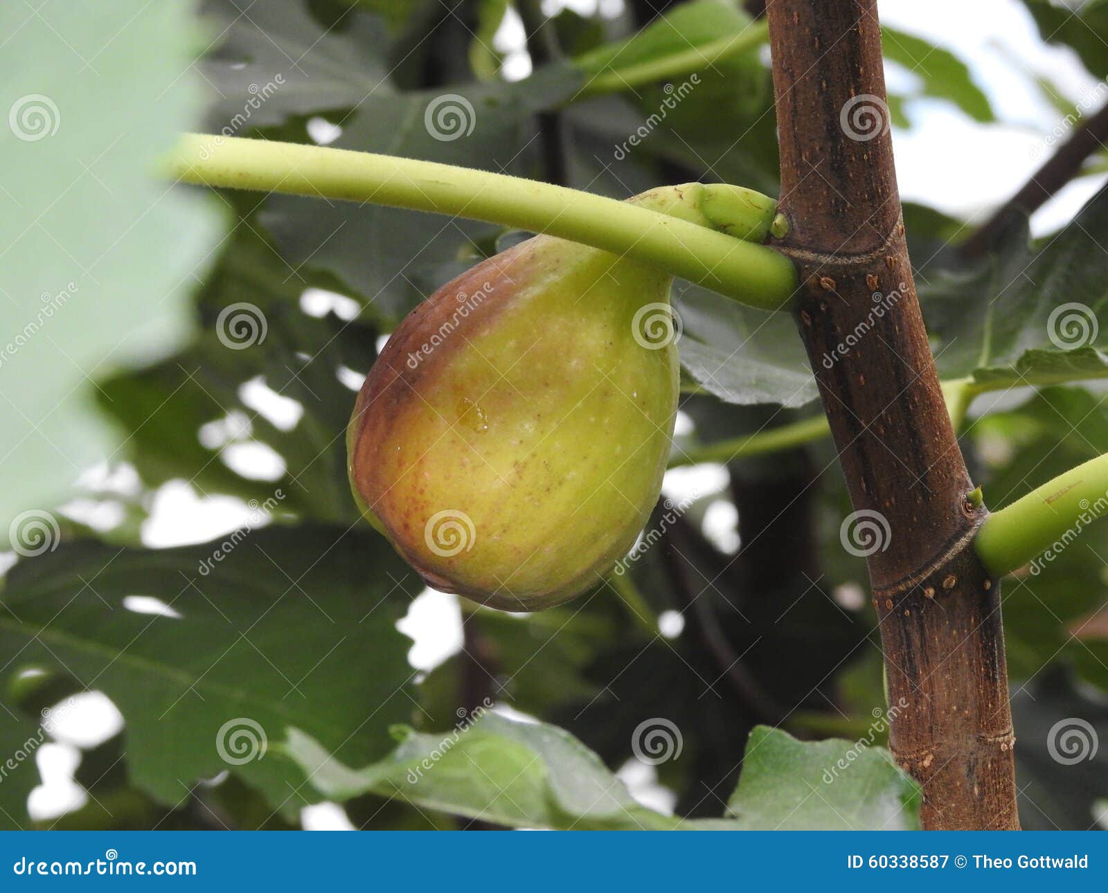 Ripe fig fruit stock image. Image of outside, flora, green - 60338587