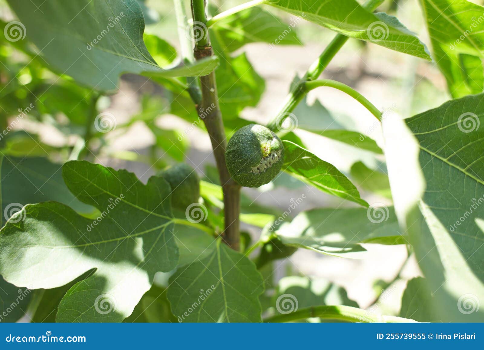 Ripe Fig Fruits in the Canopy of the Tree Stock Image - Image of ripe ...