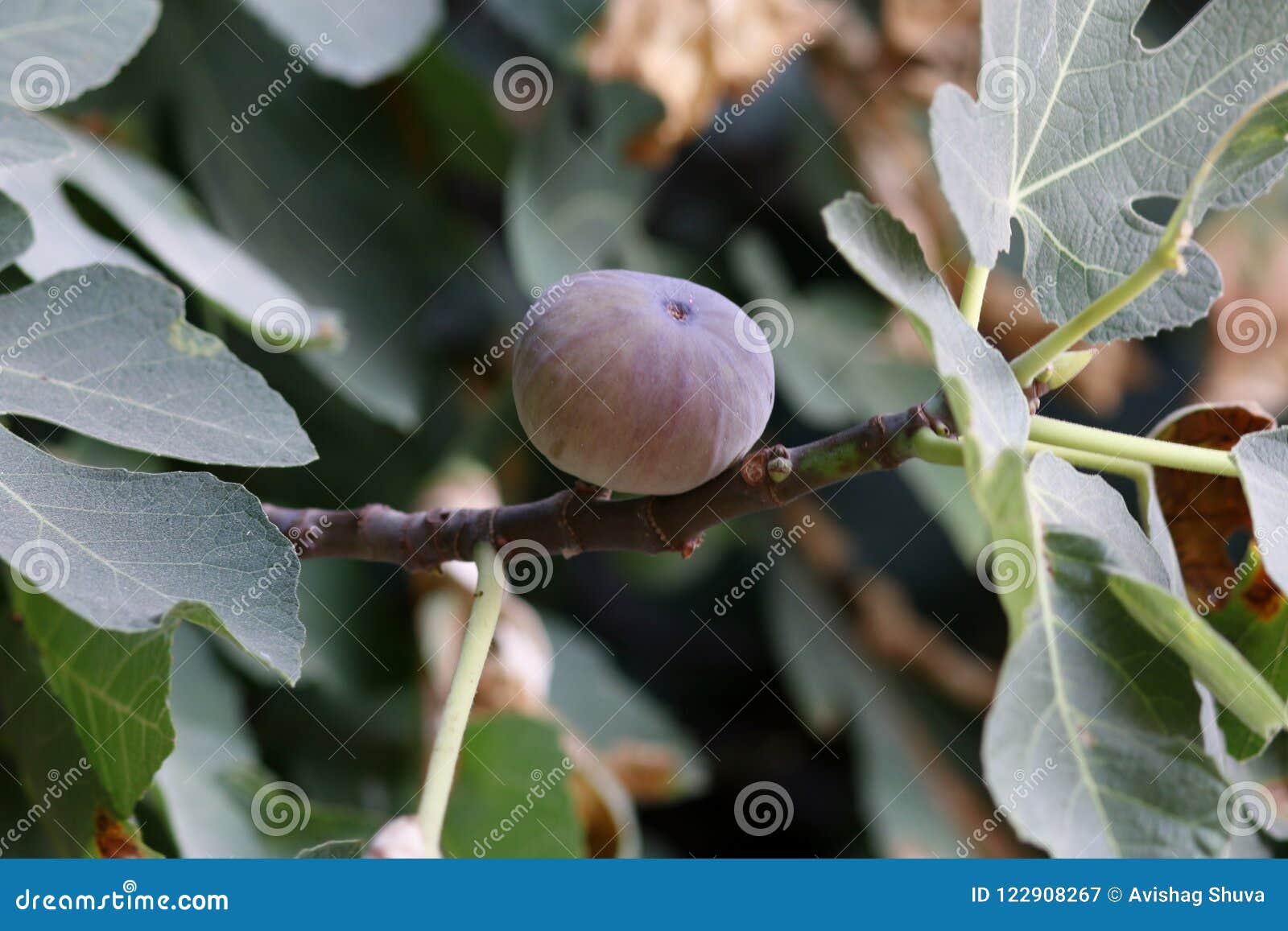 A ripe fig grows on a tree stock image. Image of healthy - 122908267