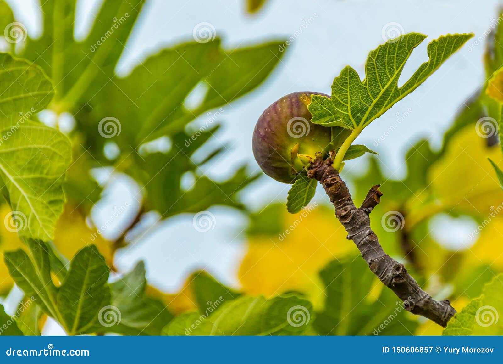 Ripe Fig on the Tree, Close Up, Soft Focus Stock Image - Image of ...
