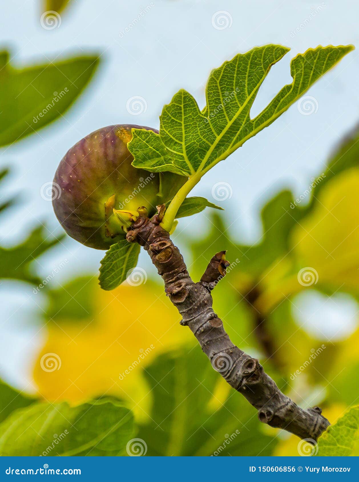 Ripe Fig on the Tree, Close Up, Soft Focus. Vertical Stock Photo ...
