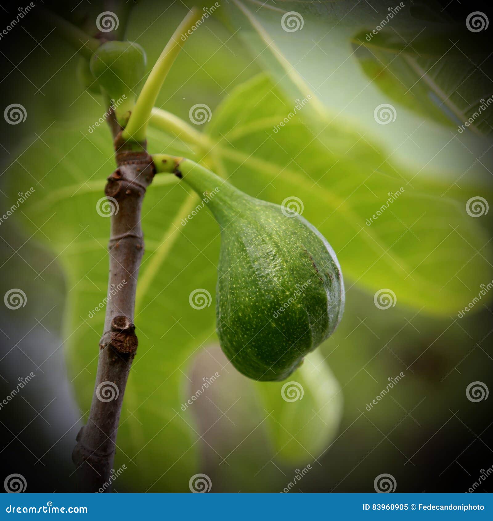 Ripe Fig on the Tree Fig with Large Green Lea Stock Image - Image of ...