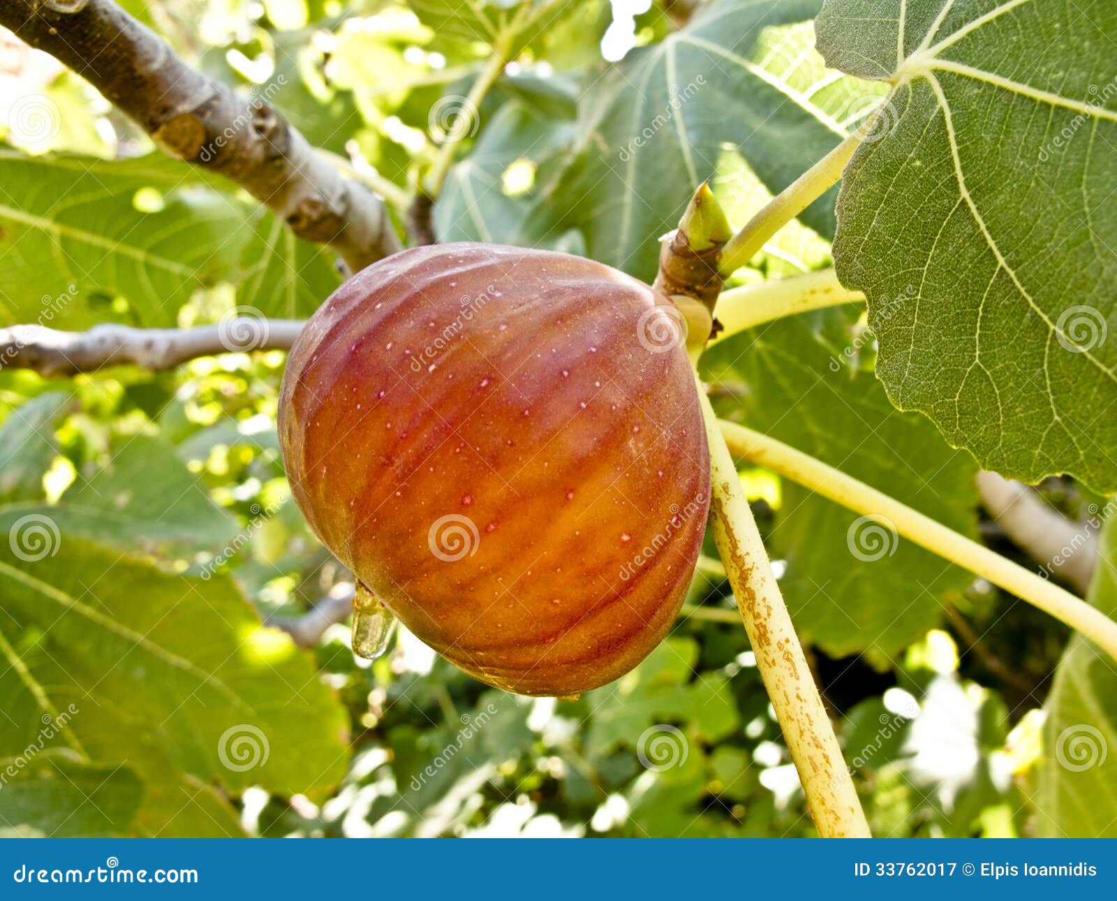 A ripe fig on a tree stock image. Image of closeup, seed - 33762017