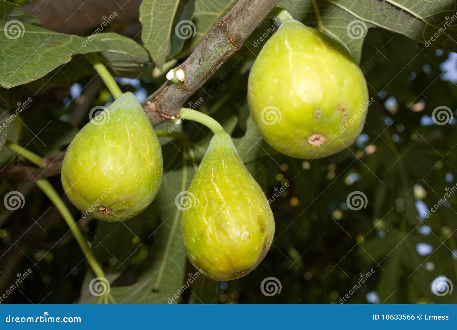 Ripe figs stock photo. Image of healthy, italy, sweet - 10633566