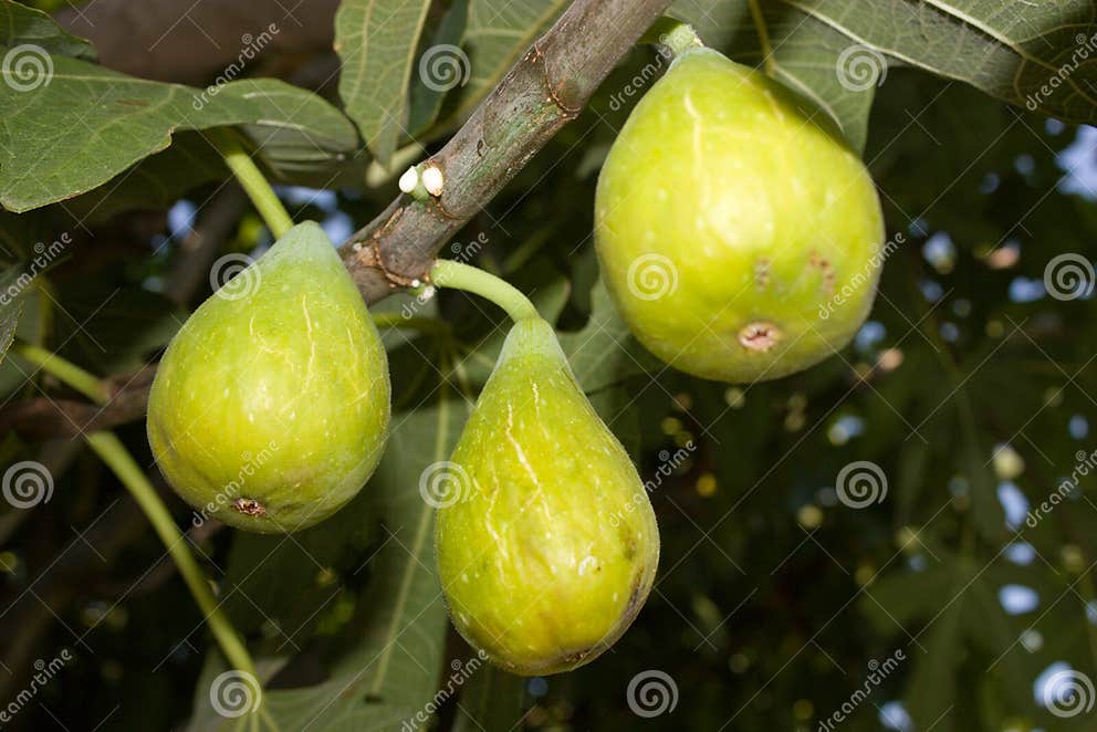 Ripe figs stock photo. Image of healthy, italy, sweet - 10633566