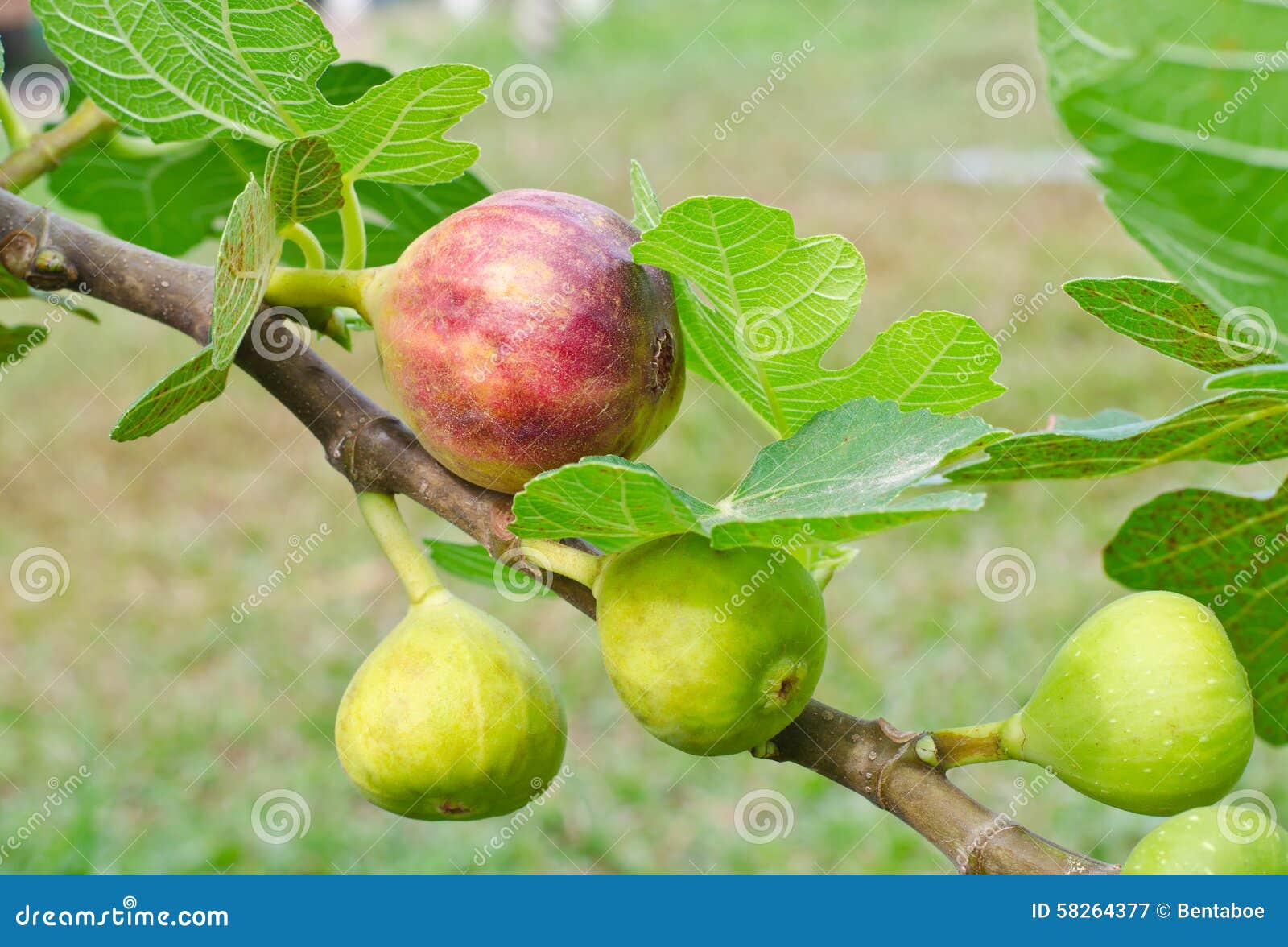 Ripe Figs on the Branch of a Fig Tree Stock Image - Image of flavorful ...