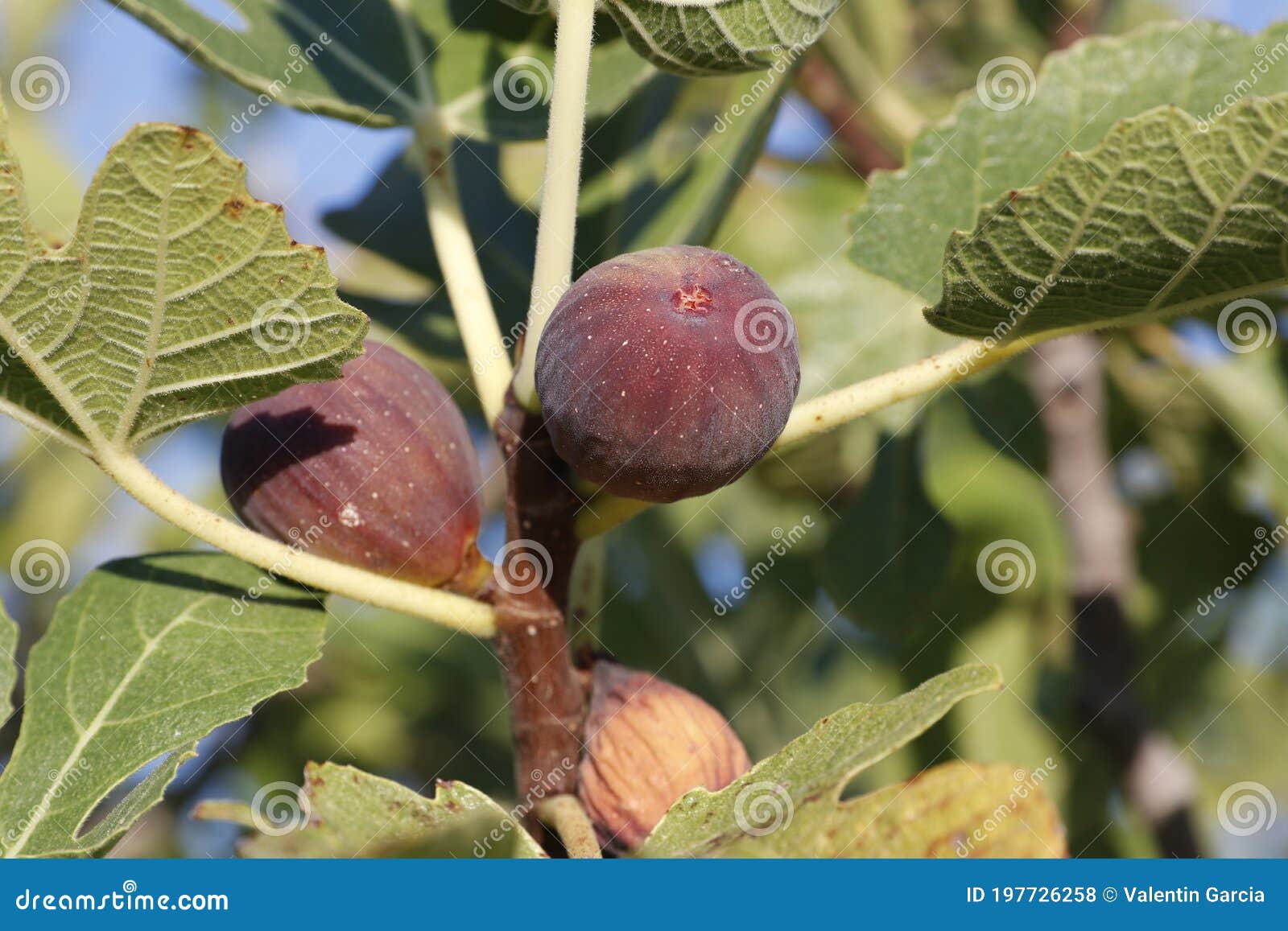Ripe figs on a fig tree stock photo. Image of ripe, fruit - 197726258