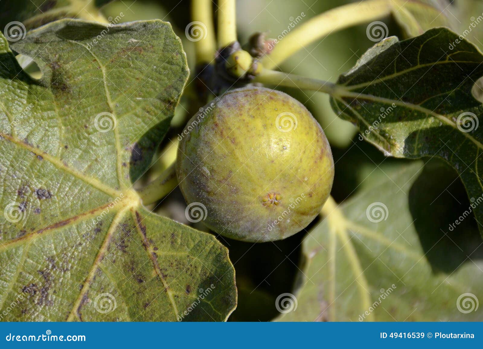 Ripe figs stock image. Image of ripe, aliment, agriculture - 49416539