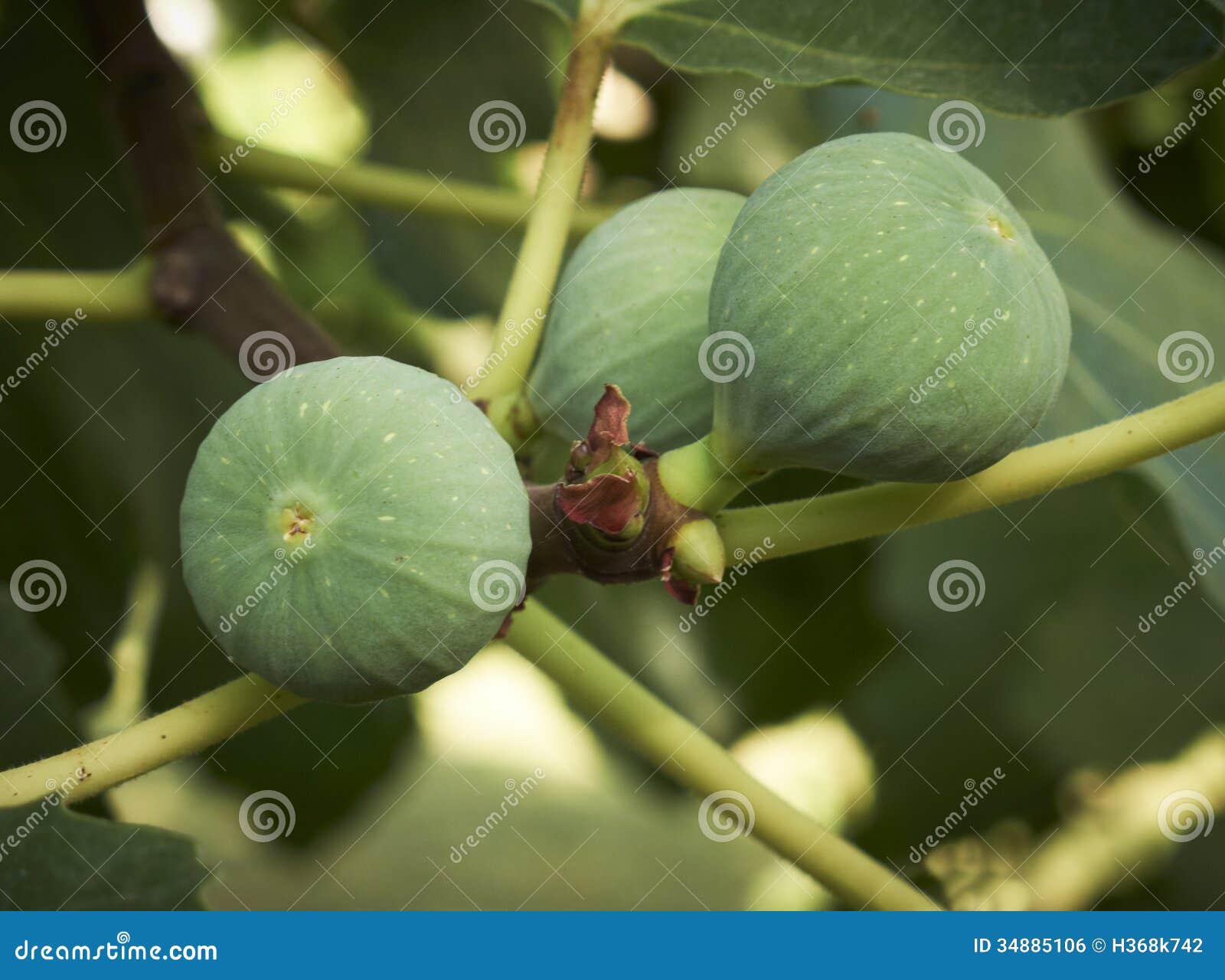 Ripe figs on a tree. stock photo. Image of tropical, people - 34885106
