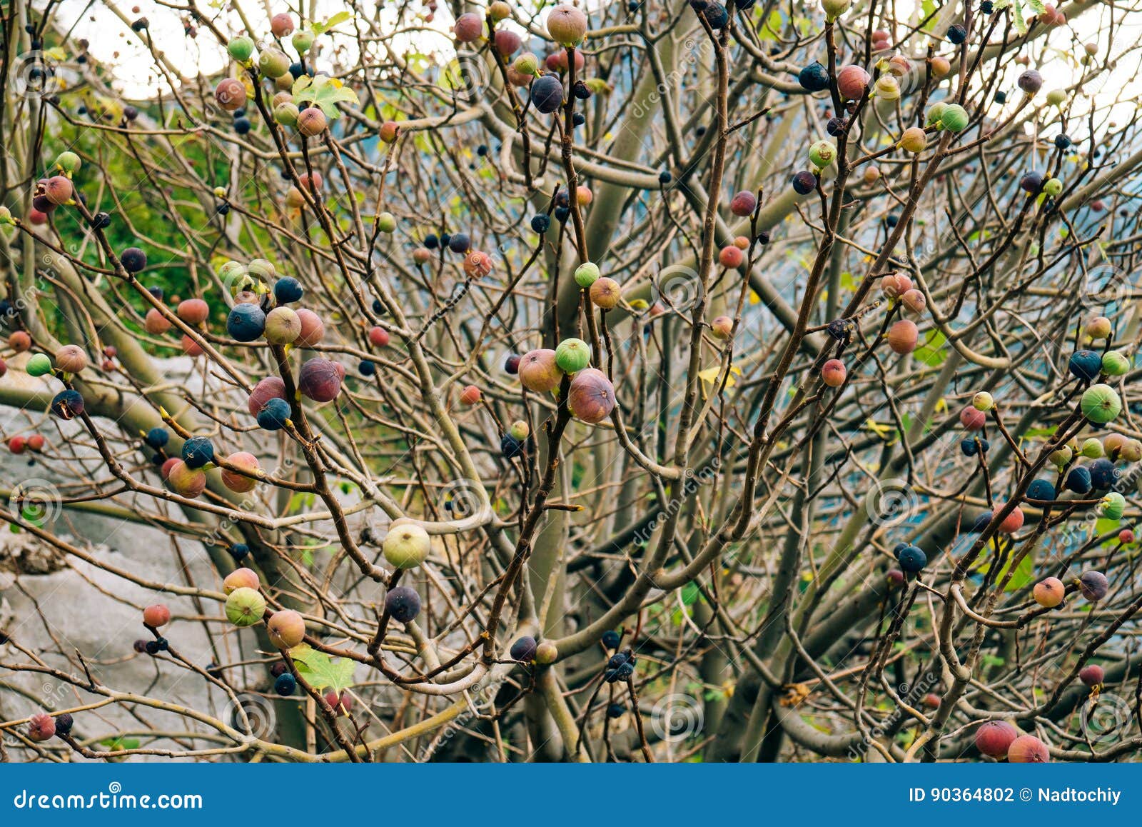 Ripe Figs on the Tree. Montenegrin Fig Trees Stock Photo - Image of ...
