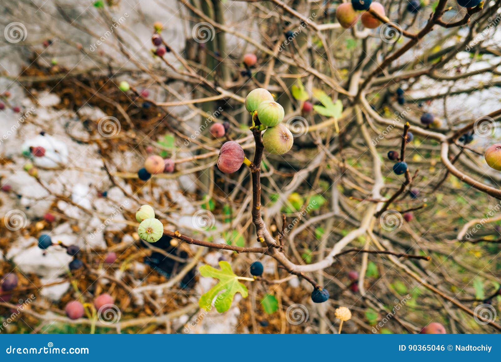 Ripe Figs on the Tree. Montenegrin Fig Trees Stock Photo - Image of ...