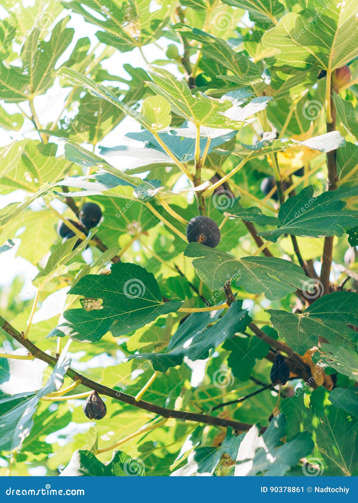 Ripe Figs on the Tree. Montenegrin Fig Trees Stock Image - Image of ...