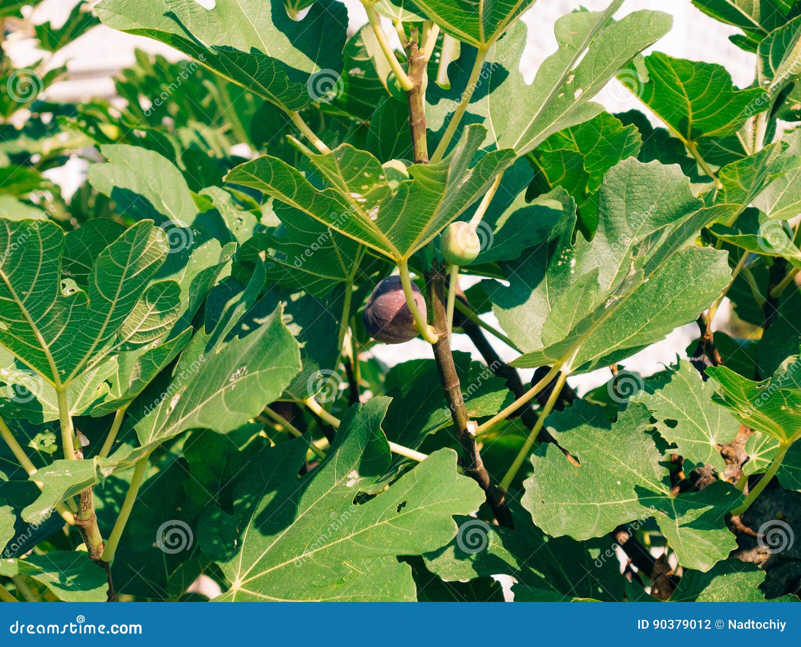 Ripe Figs on the Tree. Montenegrin Fig Trees Stock Photo - Image of ...