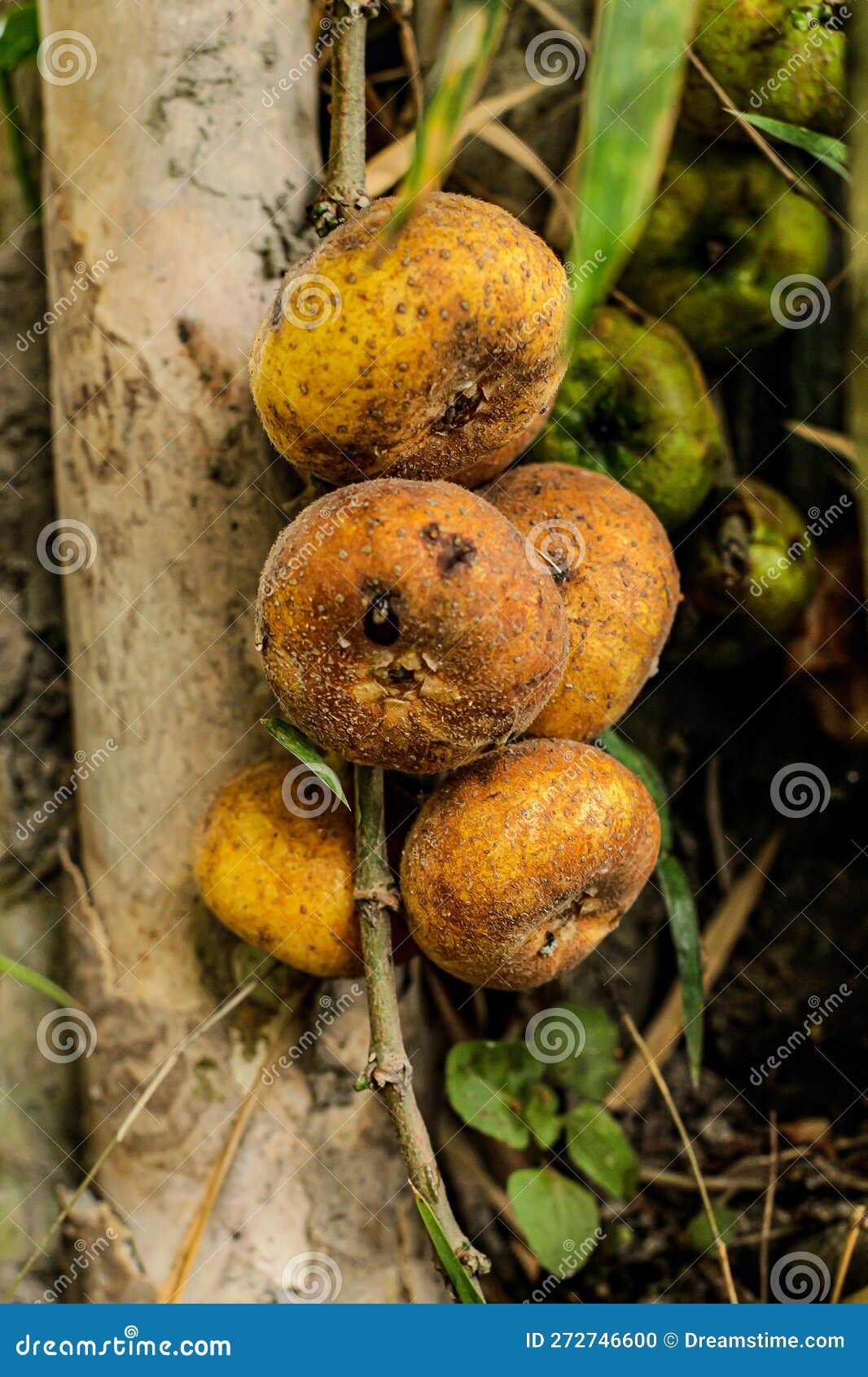 Ripe Figs on the Tree, but Not yet Rotten Stock Photo - Image of ripe ...