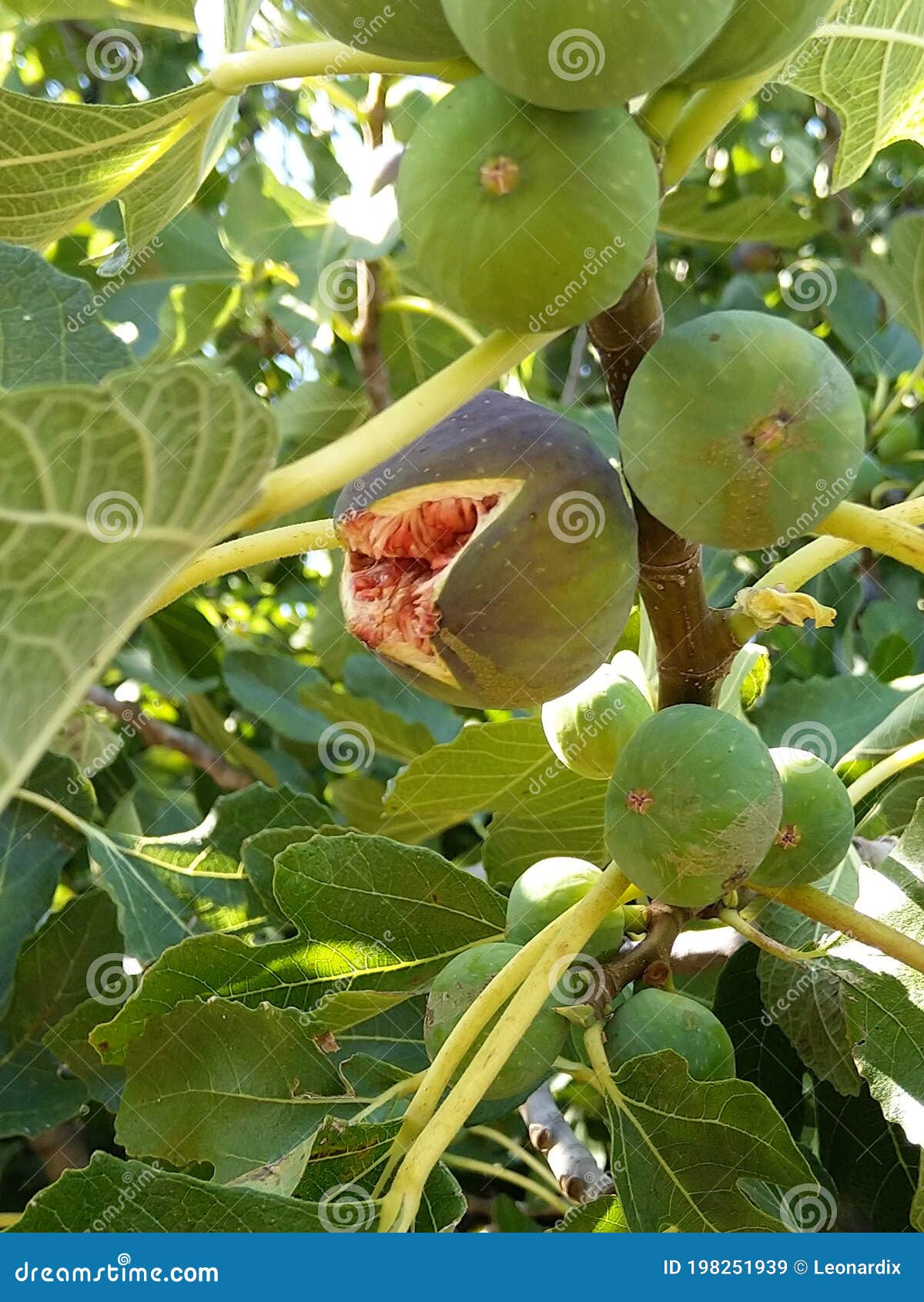 Ripe figs on the tree stock image. Image of drawing - 198251939