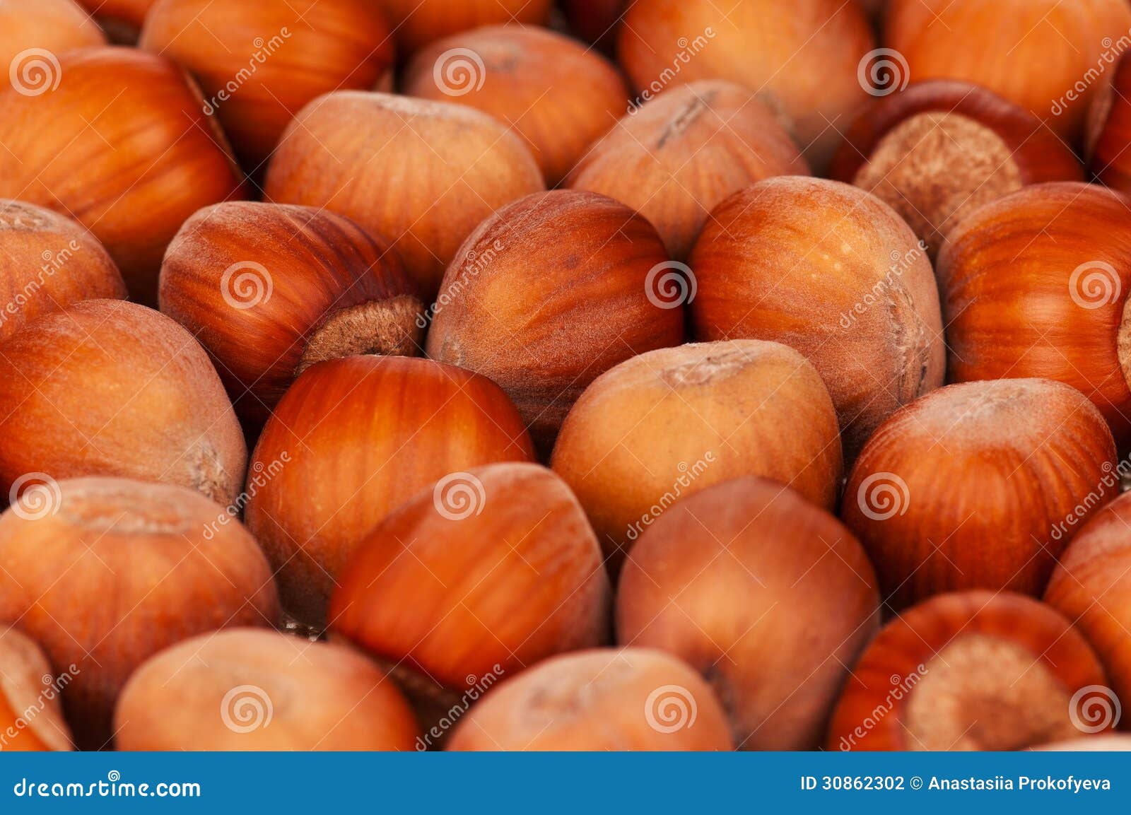 Ripe filberts stock photo. Image of group, isolated, ingredient - 30862302